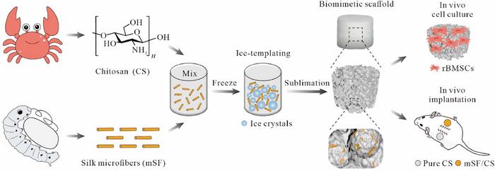 Researchers develop biomimetic chitosan scaff | EurekAlert!