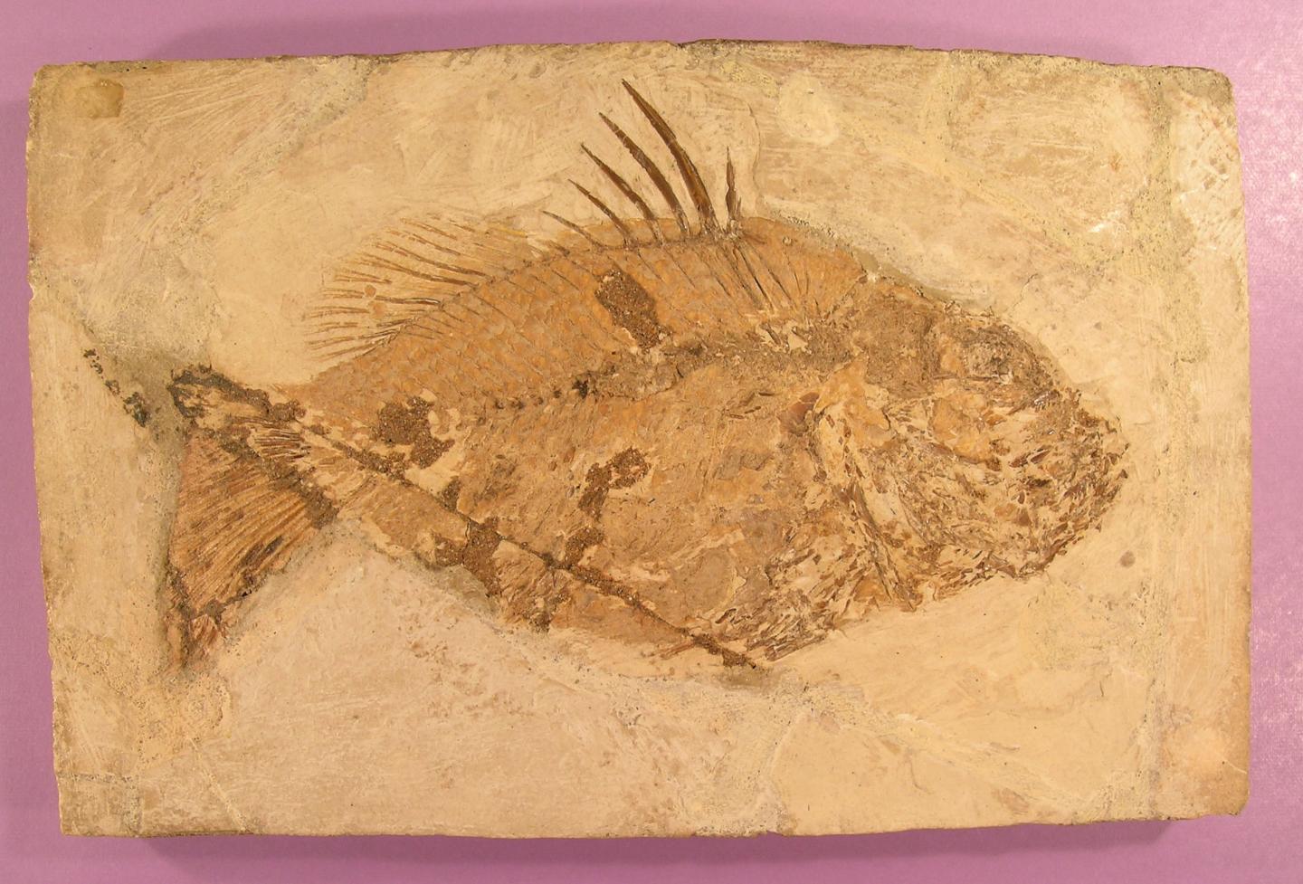 'Introducing Palaeontology' -- how the fossil | EurekAlert!