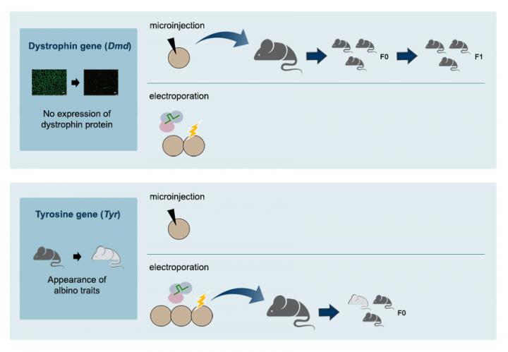 Figure 2: Microinjection [IMAGE] | EurekAlert! Science News Releases