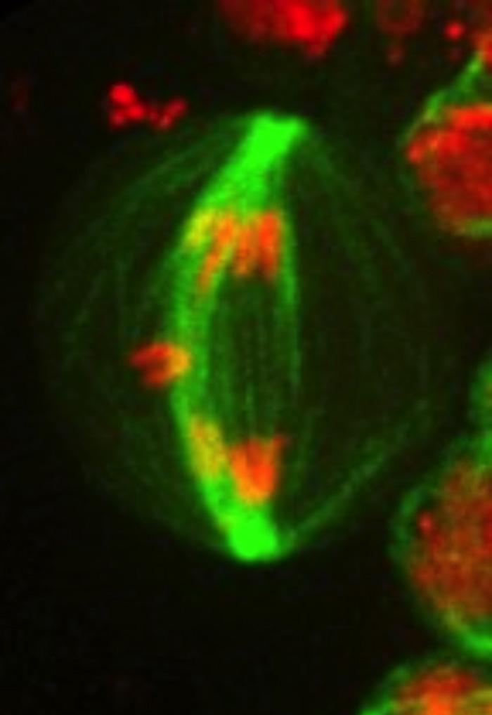 Acentric Chromosome [IMAGE] | EurekAlert! Science News Releases