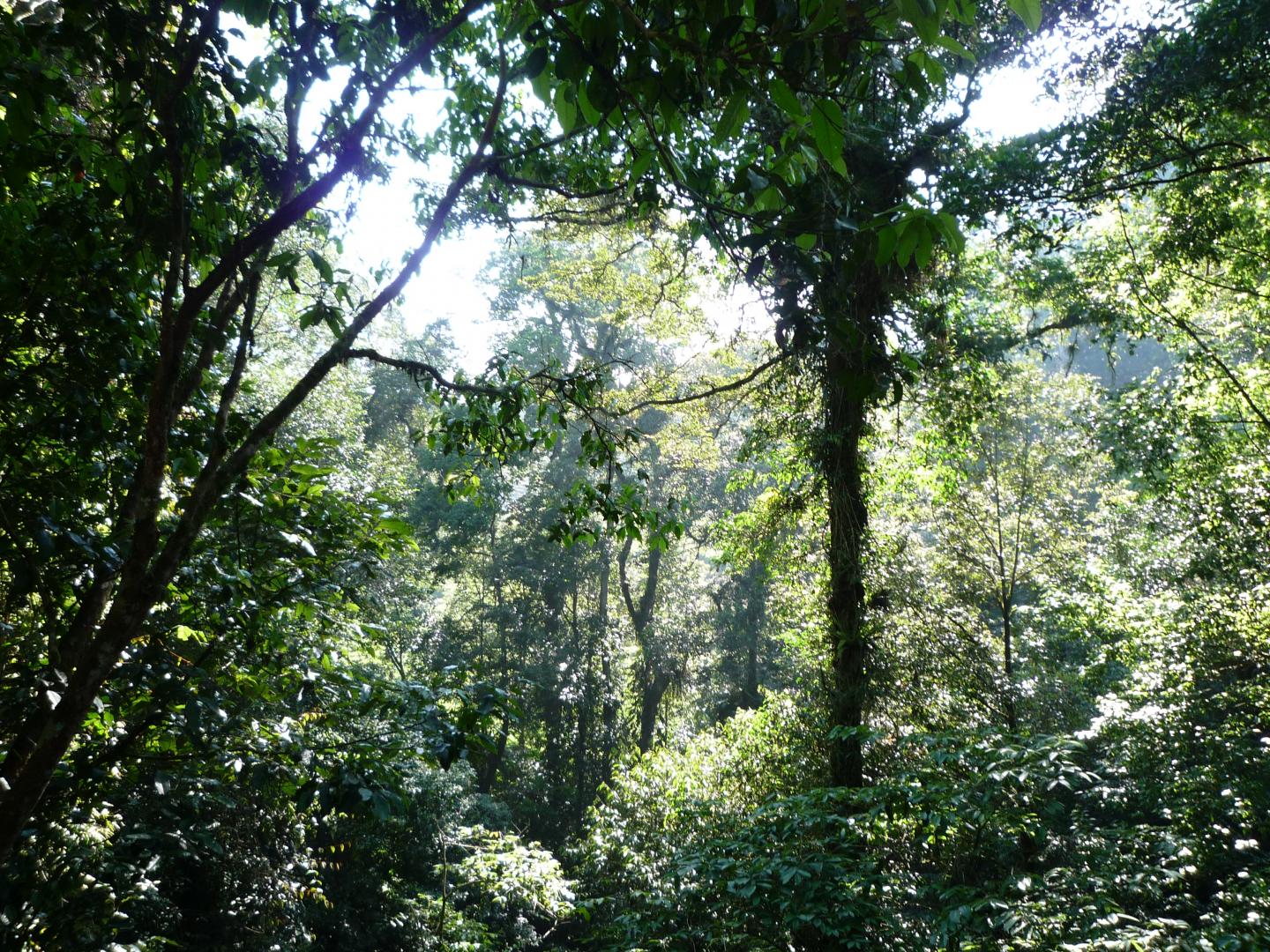 Species-Rich Rainforests of Mo [IMAGE] | EurekAlert! Science News Releases