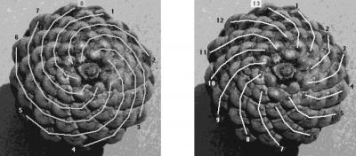 The Fibonacci Numbers Found in [IMAGE] | EurekAlert! Science News Releases