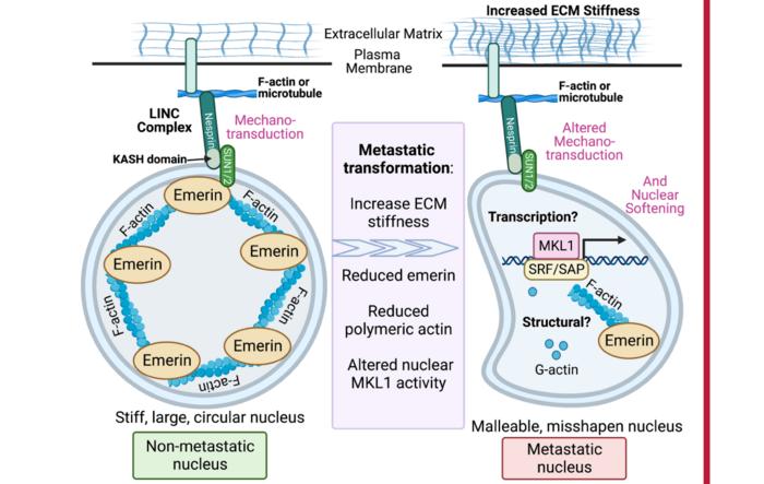 The nuclear envelope and breast cancer metast | EurekAlert!