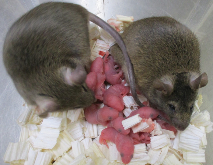 Mouse offspring [IMAGE] | EurekAlert! Science News Releases