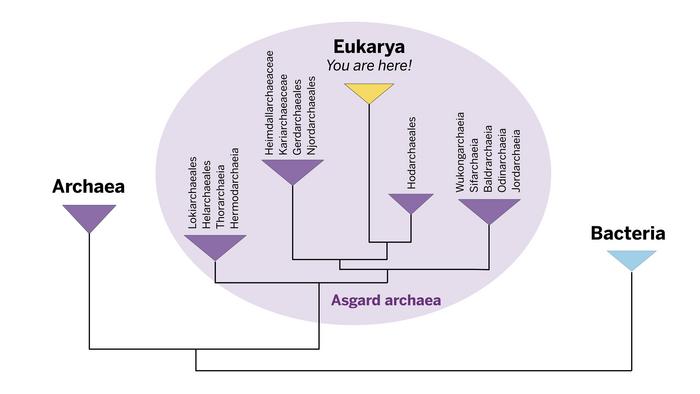 Asgard archaea tree simple [IMAGE] | EurekAlert! Science News Releases