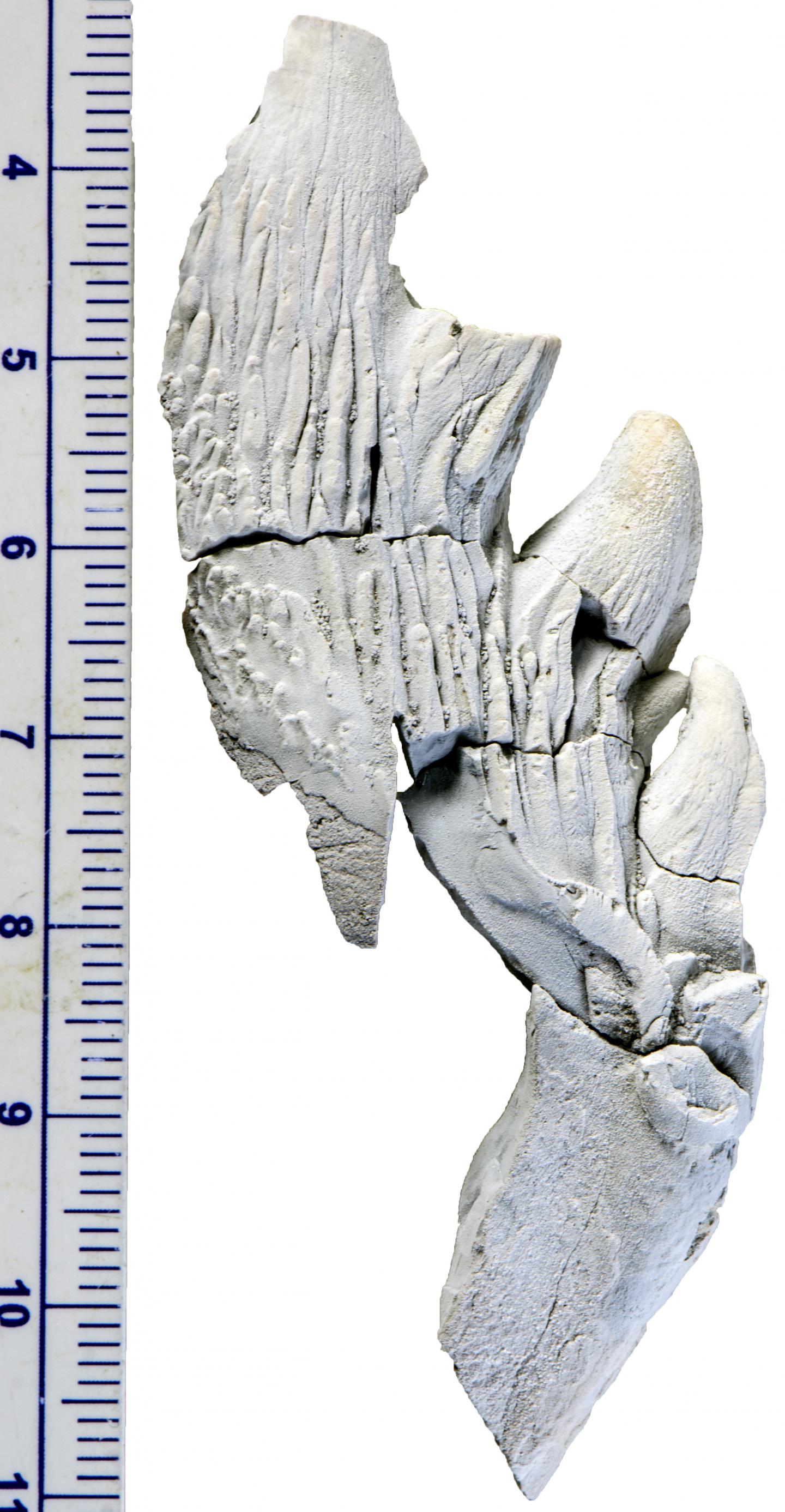 Fossil Whale Tooth [IMAGE] | EurekAlert! Science News Releases