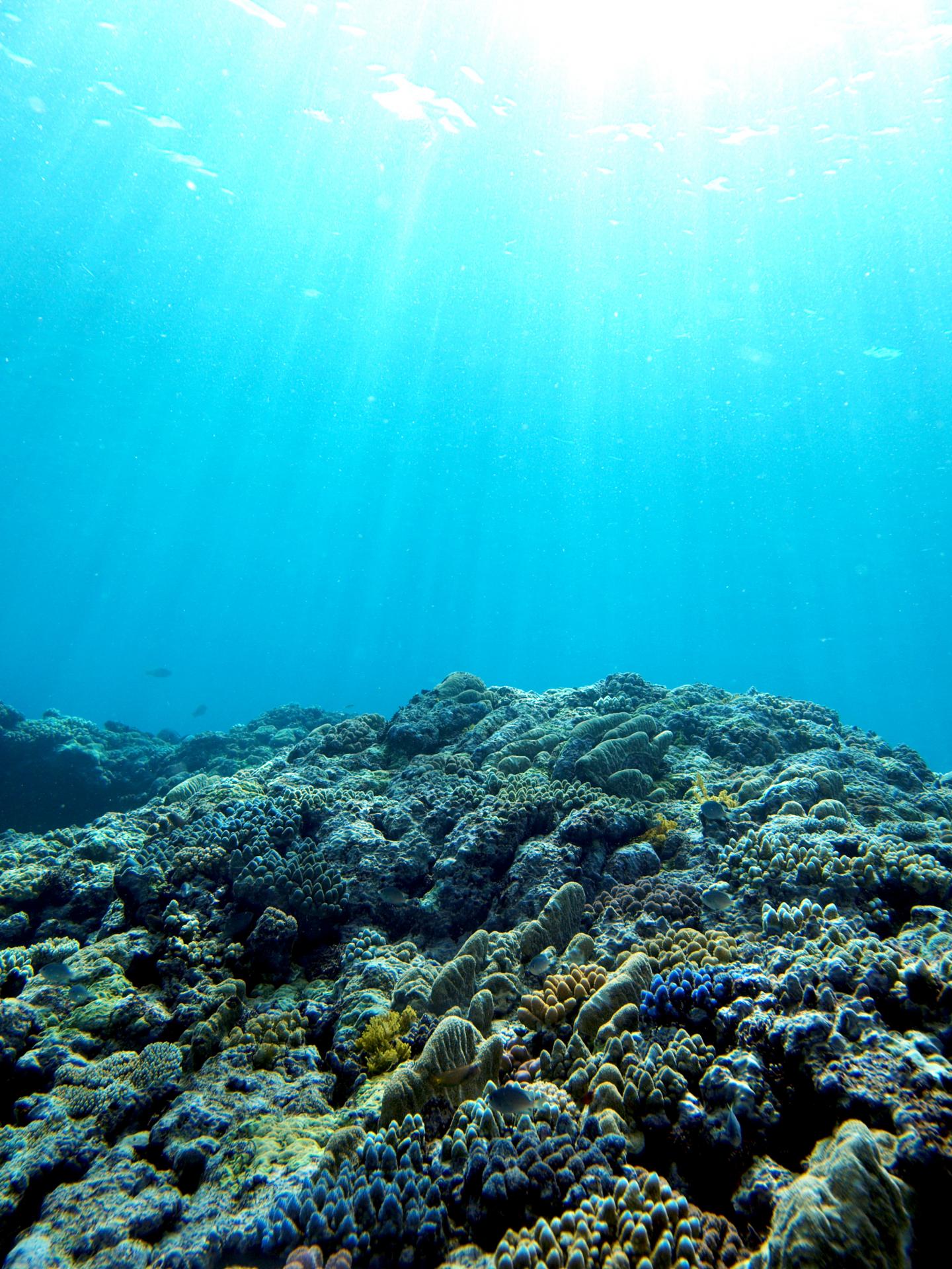 Habitats Contracting as Fish and Coral Flee E | EurekAlert!