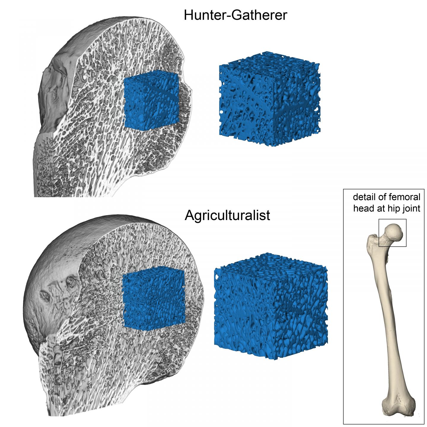 Bone Mass Comparison [IMAGE] | EurekAlert! Science News Releases