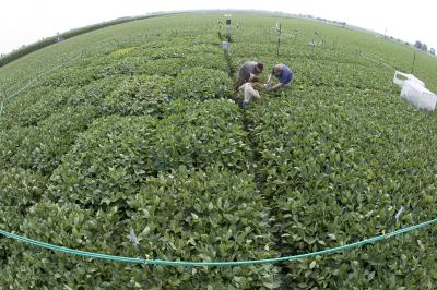 Soy FACE [IMAGE] | EurekAlert! Science News Releases