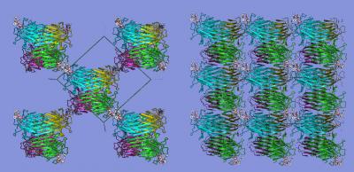 Protein Concanavalin A [IMAGE] | EurekAlert! Science News Releases