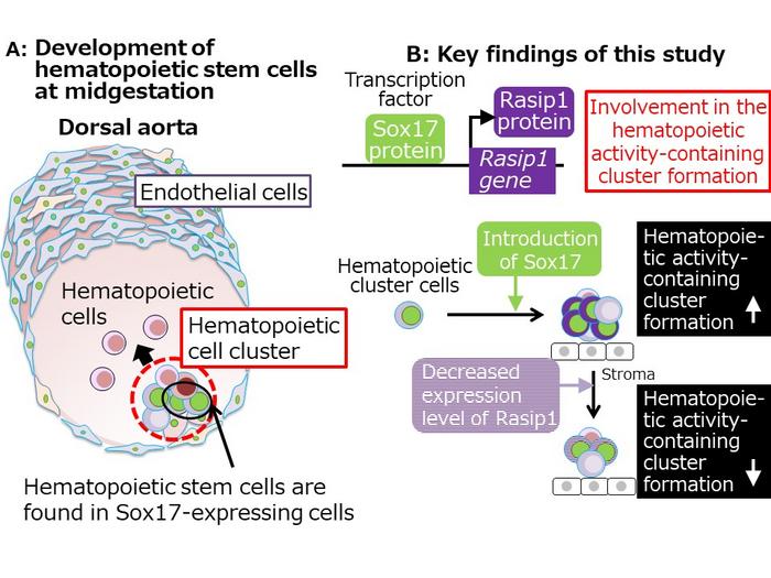 Figure 1. Key findings of this [IMAGE] | EurekAlert! Science News Releases