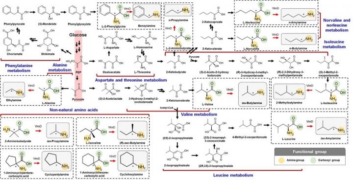 Expanding the biosynthetic pathway via retrob | EurekAlert!