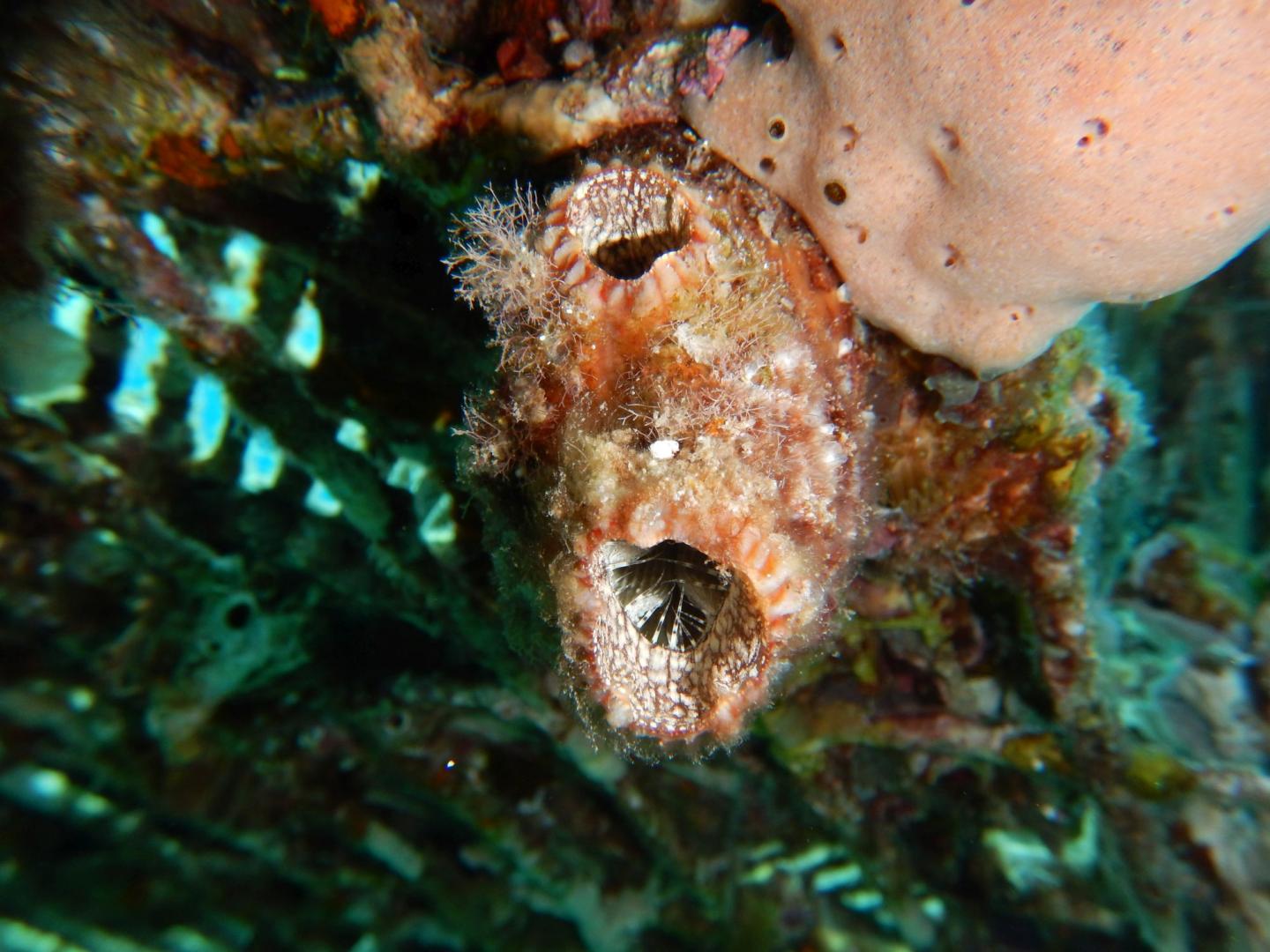 Polycarpa mytiligera [IMAGE] | EurekAlert! Science News Releases