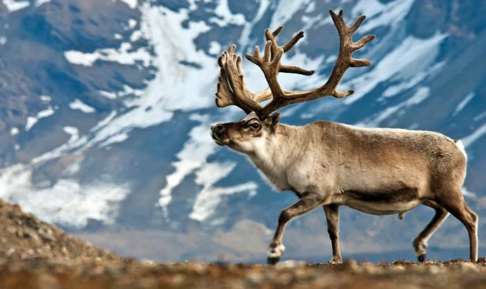 Svalbard reindeer [IMAGE] | EurekAlert! Science News Releases