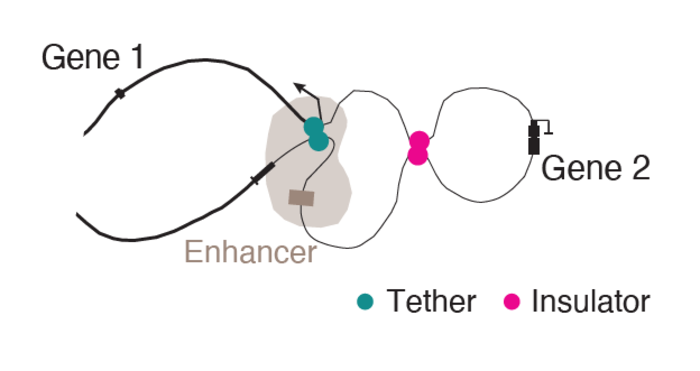 Diagram of gene transcription [IMAGE] | EurekAlert! Science News Releases
