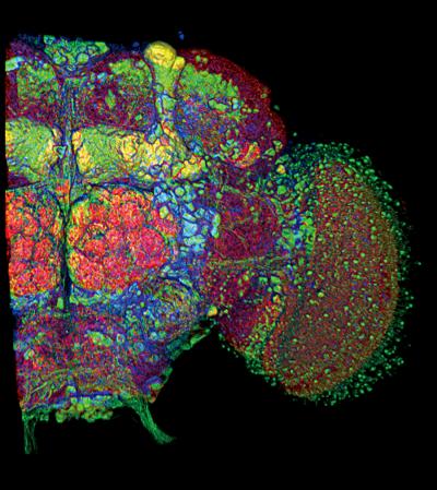 Antibody Staining Reveals Brai [IMAGE] | EurekAlert! Science News Releases