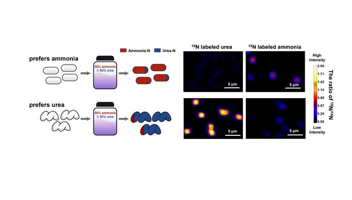 AOM model [IMAGE] | EurekAlert! Science News Releases