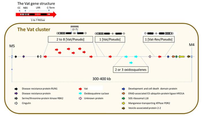 Schematic structure of the Vat [IMAGE] | EurekAlert! Science News Releases