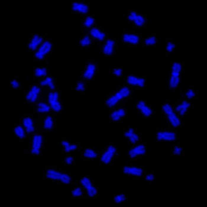 Chromosomes [IMAGE] | EurekAlert! Science News Releases