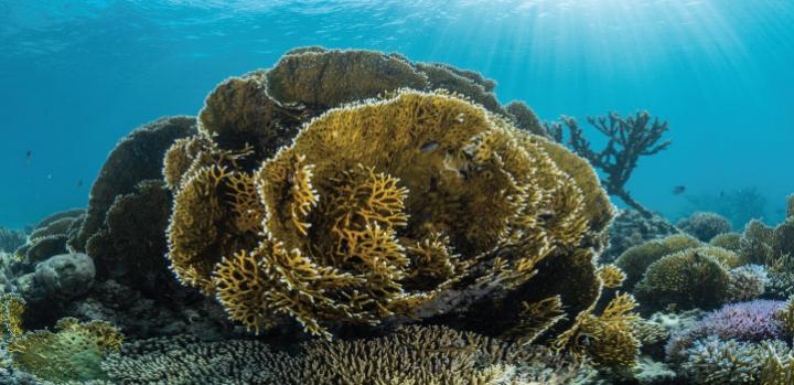 Model Diagram Of Stony Coral Corals Corallite Polyp Marinesc