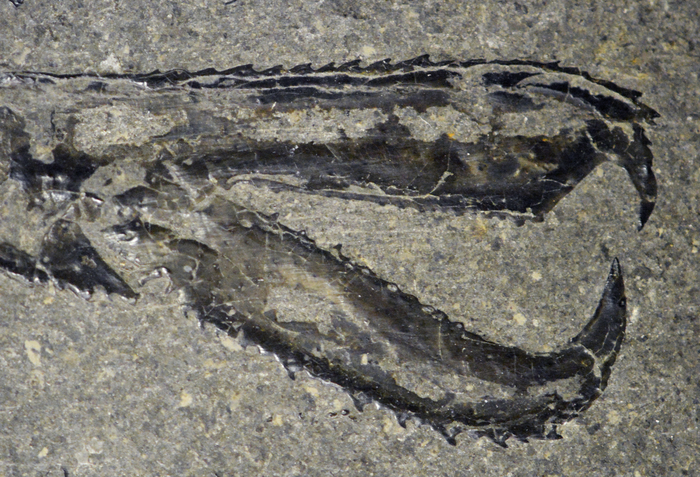 Crustacean claw fossil [IMAGE] | EurekAlert! Science News Releases