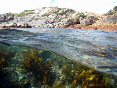 Climate Change and Ocean Life (13 of 14) | EurekAlert!