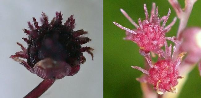 Pistillate Flowers [IMAGE] | EurekAlert! Science News Releases