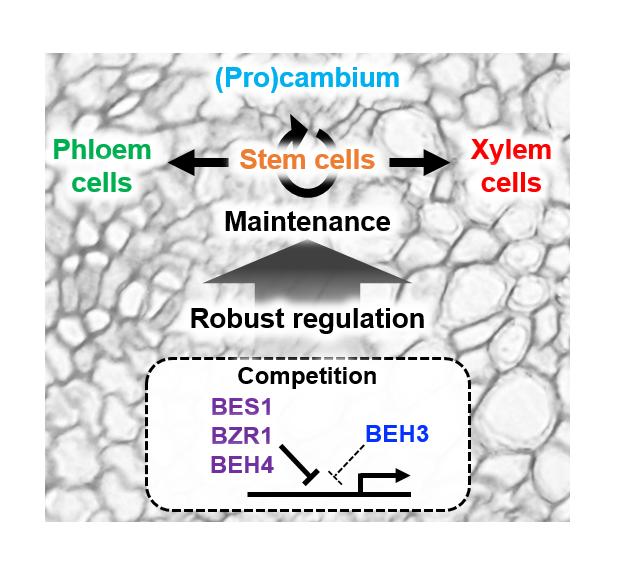 Figure 3: A model of vascular [IMAGE] | EurekAlert! Science News Releases