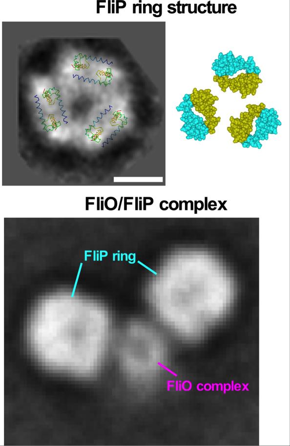 Figure 2. Model for the FliP R [IMAGE] | EurekAlert! Science News Releases