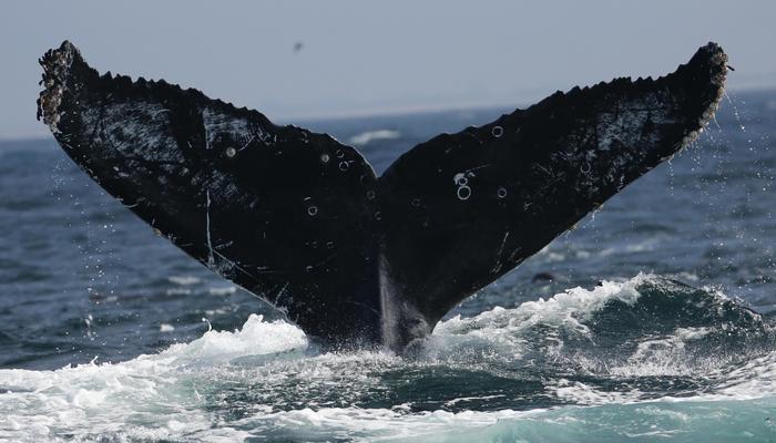 Unique fluke pattern [IMAGE] | EurekAlert! Science News Releases