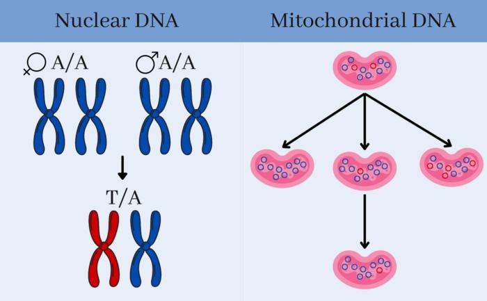 Two methods used to determine [IMAGE] | EurekAlert! Science News Releases