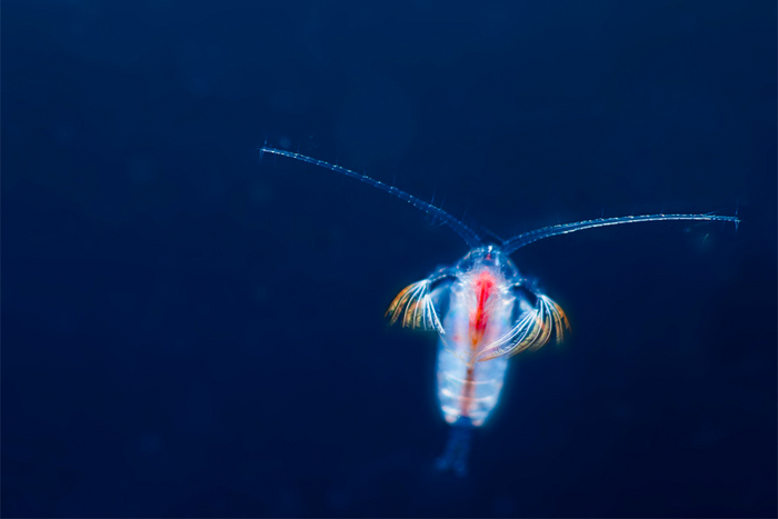 Plankton [IMAGE] | EurekAlert! Science News Releases