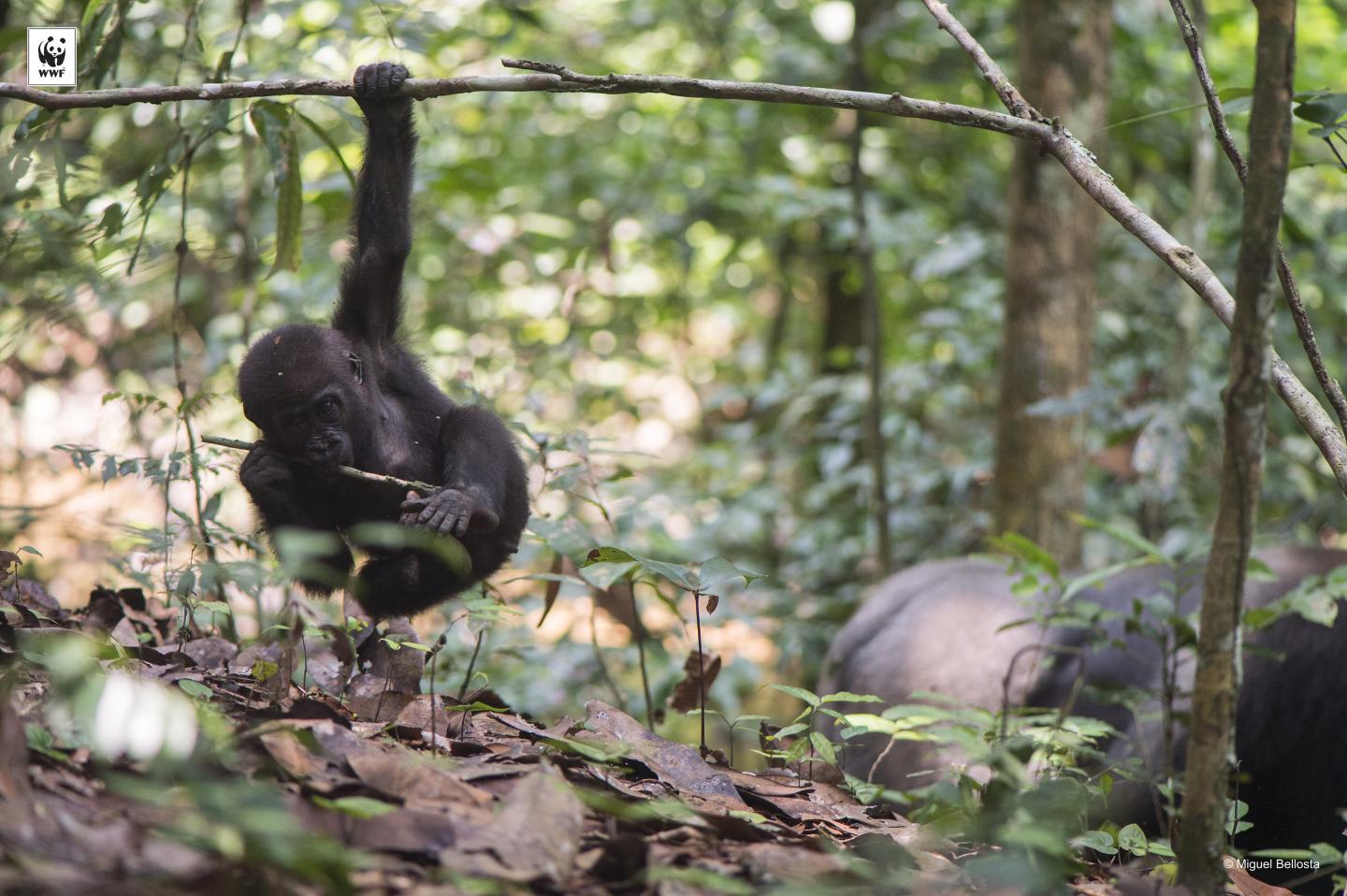 More Accurate Estimates of Great Ape Populati | EurekAlert!