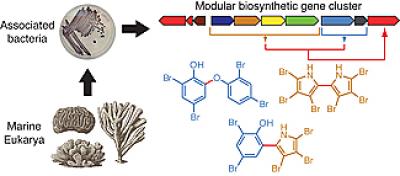 Ocean Compound Graphic [IMAGE] | EurekAlert! Science News Releases