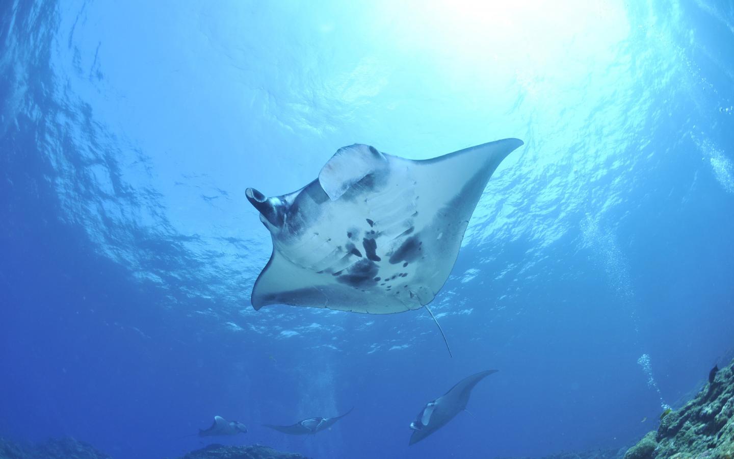 Manta Rays [IMAGE] | EurekAlert! Science News Releases