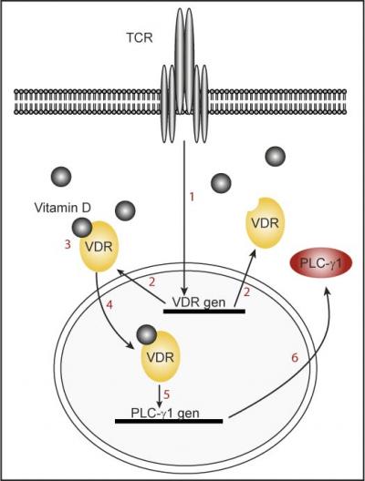 Vitamin D crucial to activating immune defens | EurekAlert!