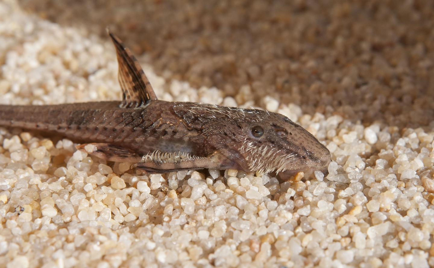 When teeth grow on the body | EurekAlert!