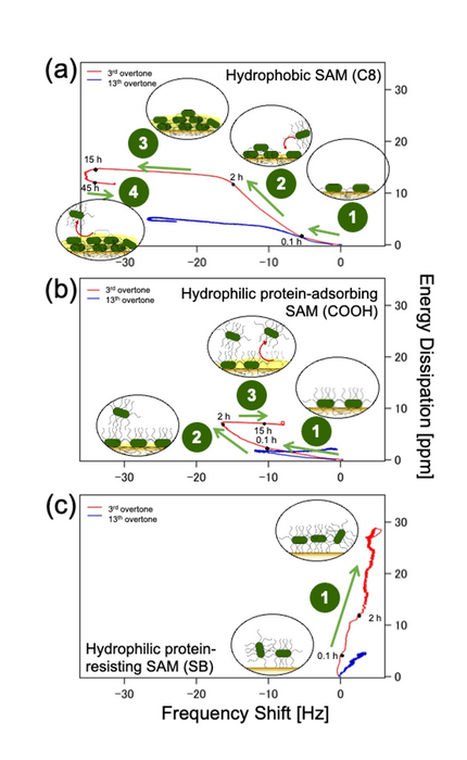 Figure 1: Bacterial adhesion o [IMAGE] | EurekAlert! Science News Releases