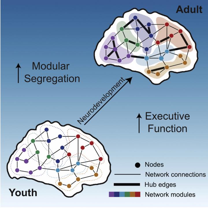 Modular Yet Integrated Brain N [image] Eurekalert Science News Releases