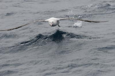 Faster Winds a Boon to Wandering Albatross (2 | EurekAlert!