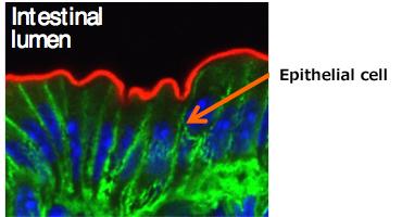 Immunofluorescence Image of Mo [IMAGE] | EurekAlert! Science News Releases