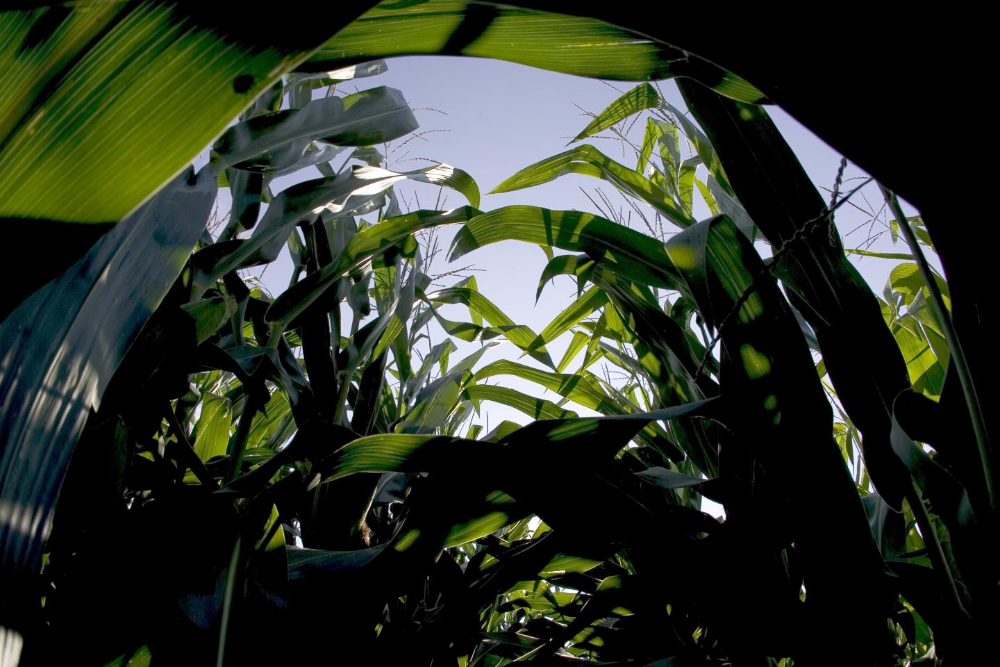 Corn Canopy [IMAGE] | EurekAlert! Science News Releases