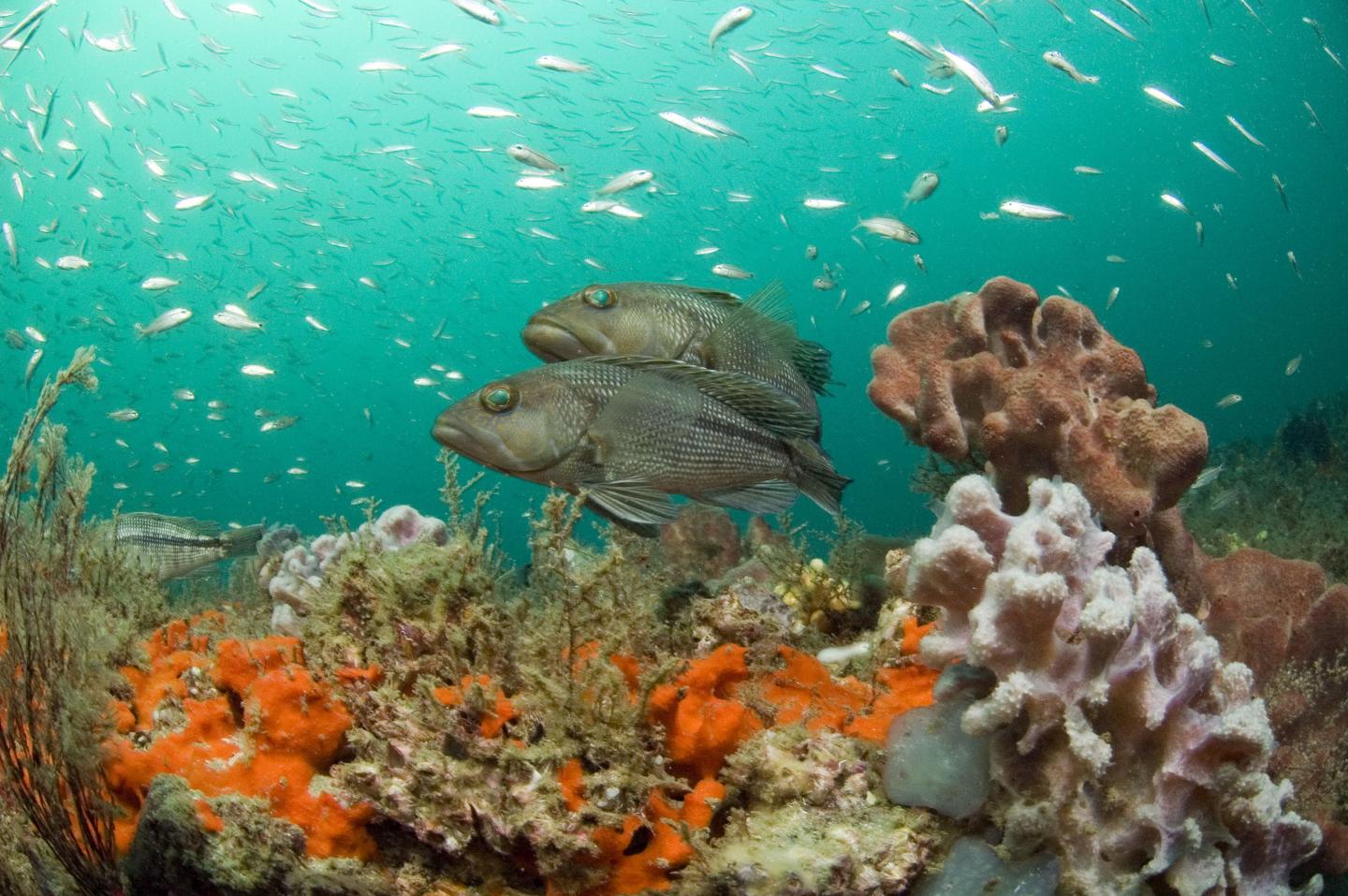 us-fisheries-management-clears-high-bar-for-s-eurekalert