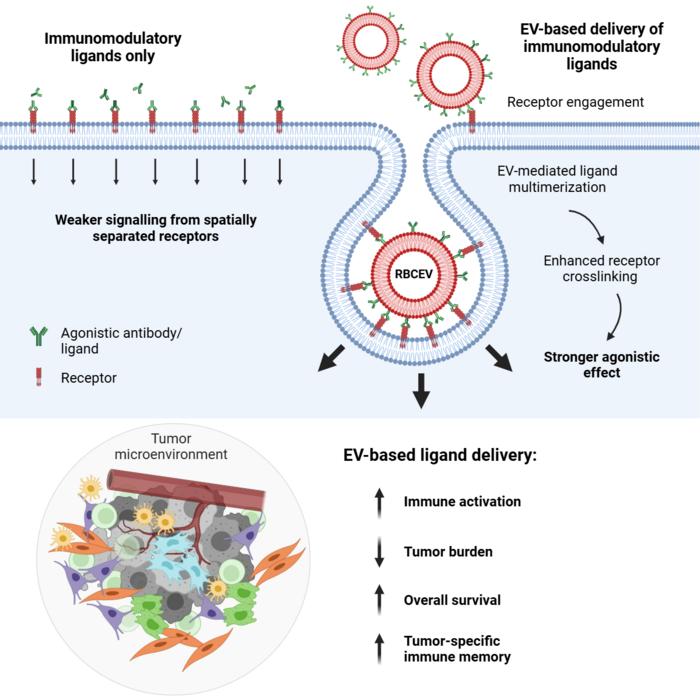 Modified nano-sized cell particles boost canc | EurekAlert!