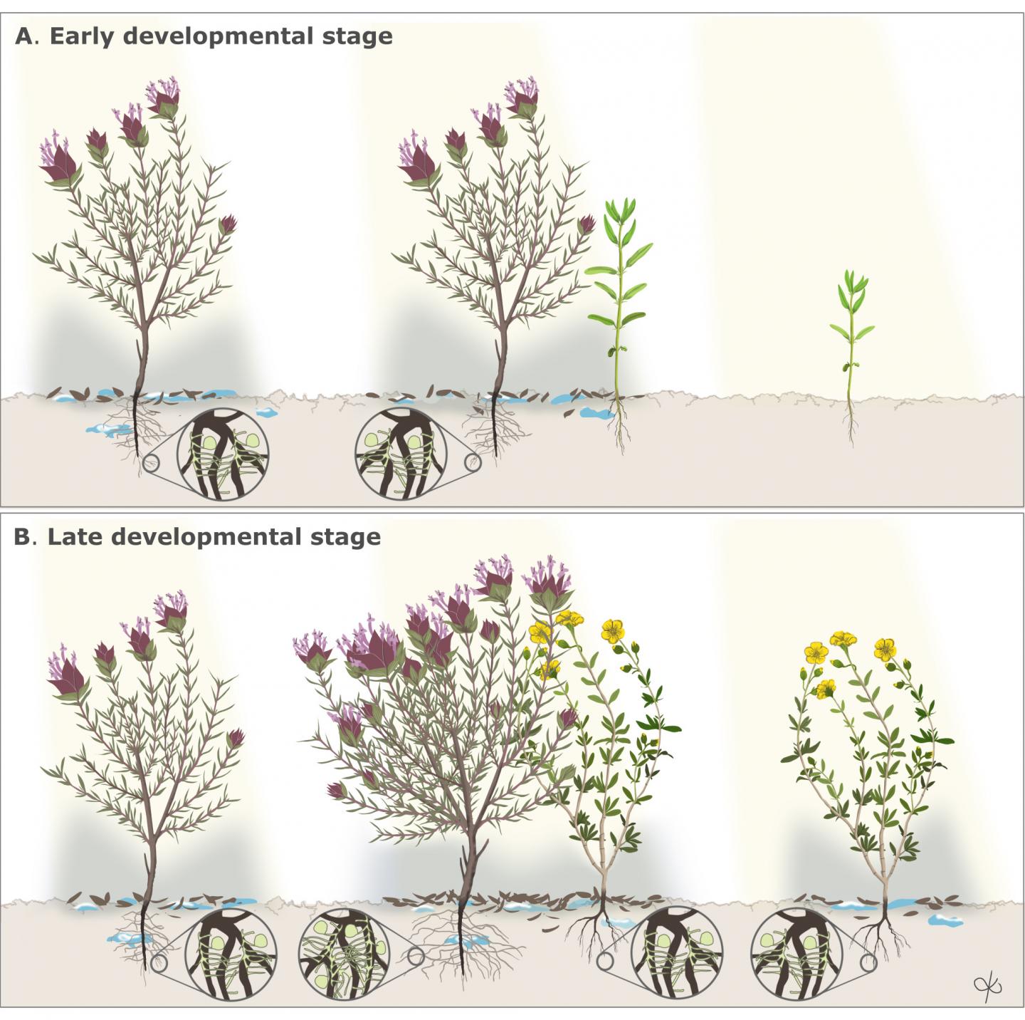 Plants might be helping each other more than | EurekAlert!