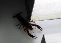 Anxious Crayfish Can Be Treated Like Humans ( | EurekAlert!