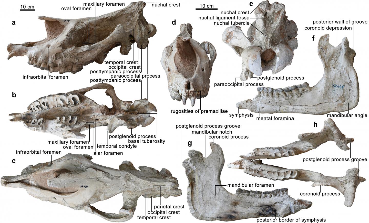 Holotype of Paraceratherium [IMAGE] | EurekAlert! Science News Releases