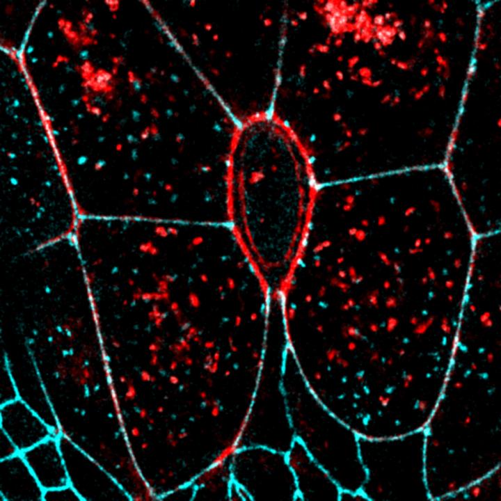 Figure: Purse-string [IMAGE] | EurekAlert! Science News Releases