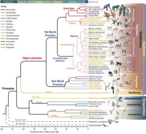 The Primate Genome Project unlocks hidden sec | EurekAlert!