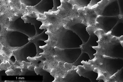 Comprehending Coral's Complex Response to Cli | EurekAlert!